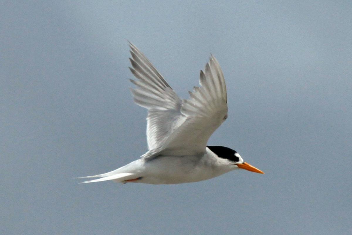 Fairy Tern – Fauna Recovery New Zealand