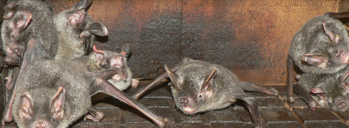 Short-Tailed Bats – Fauna Recovery New Zealand