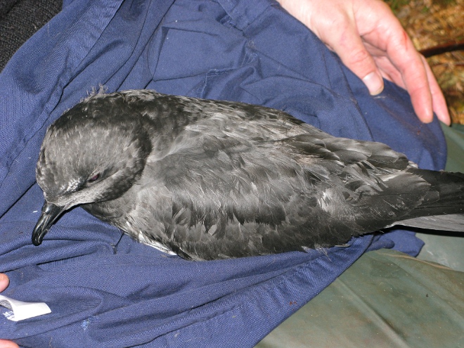 Taiko – Fauna Recovery New Zealand