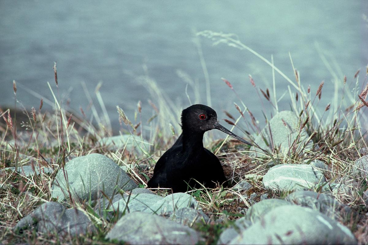 Kaki/Black Stilt – Fauna Recovery New Zealand
